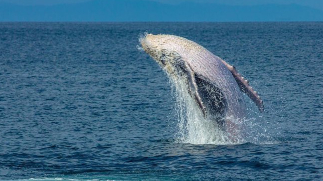 Sea Las Perlas - Paga $49: Ferry al Archipiélago de las Perlas ...
