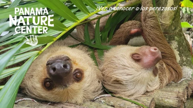Panama Nature Center - Desde $5: Tour en Perezosario | OfertaSimple Panamá